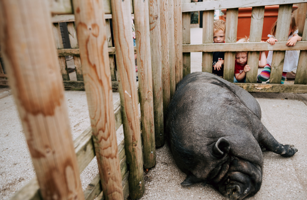 Wild Discovery Animal Experience & Feeding | Ribby Hall Village